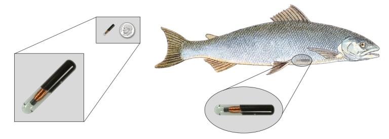 PIT Tags for Fish & Wildlife Research - Unified Information Devices