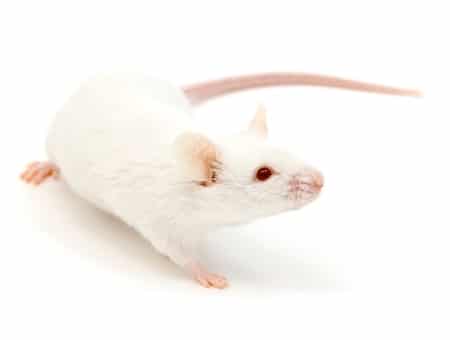 Mouse RFID Identification System - Unified Information Devices