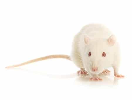 Rodent RFID Identification System - Unified Information Devices