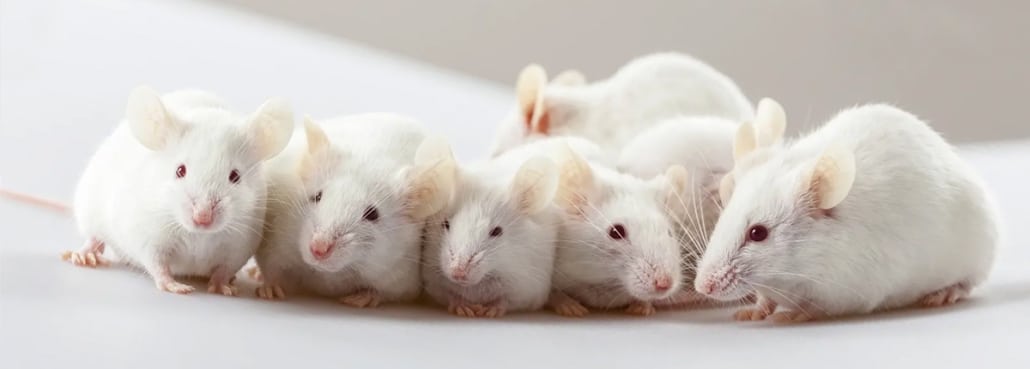 White Paper: Microchip Implantation Without Anesthesia in Pre-Weaned ...